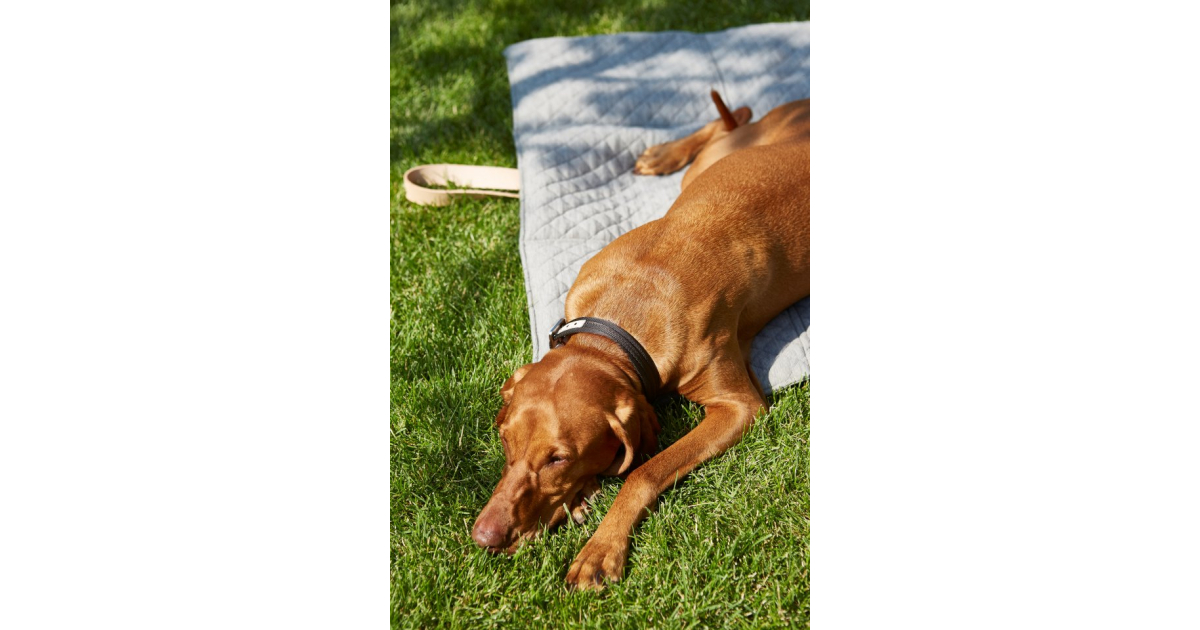 Cestovná deka pre psov Cosmo hnedá S | Elarte