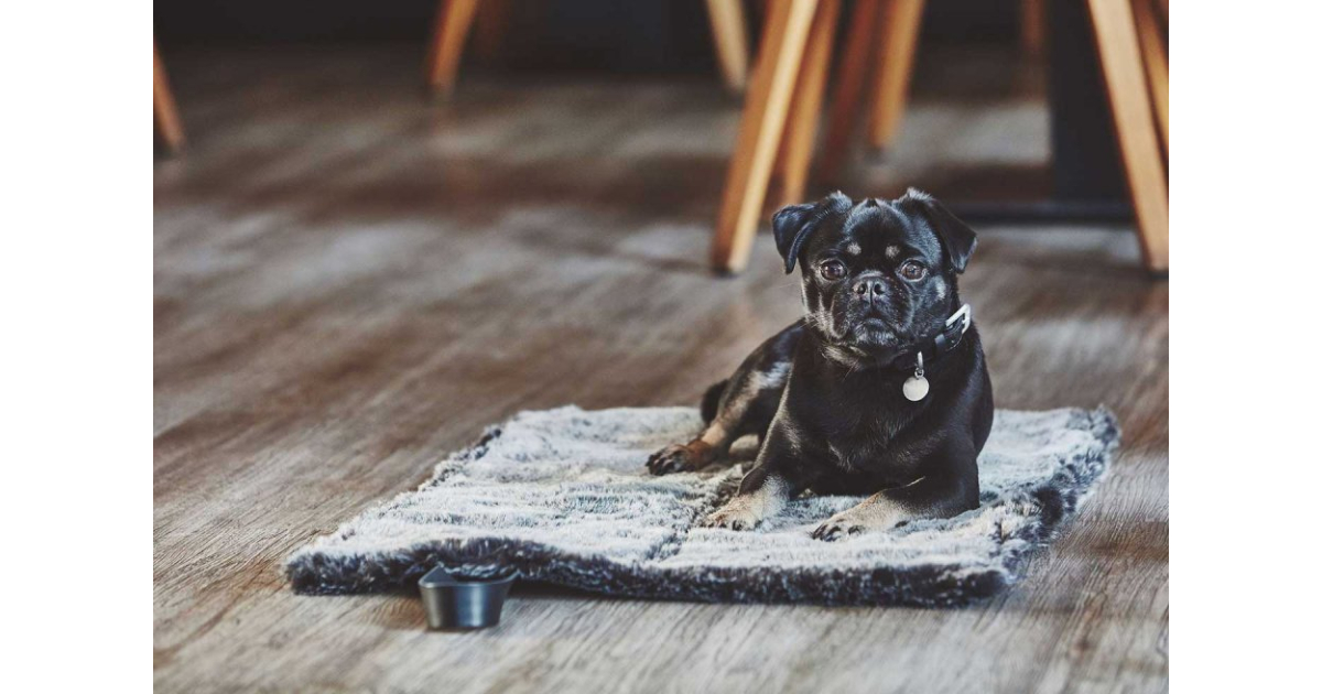 Cestovná deka pre psov Cosmo M | Elarte