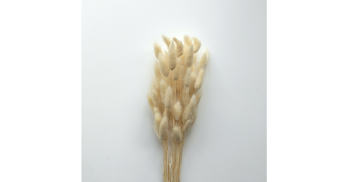 Sušené kvety Lagurus White | Elarte